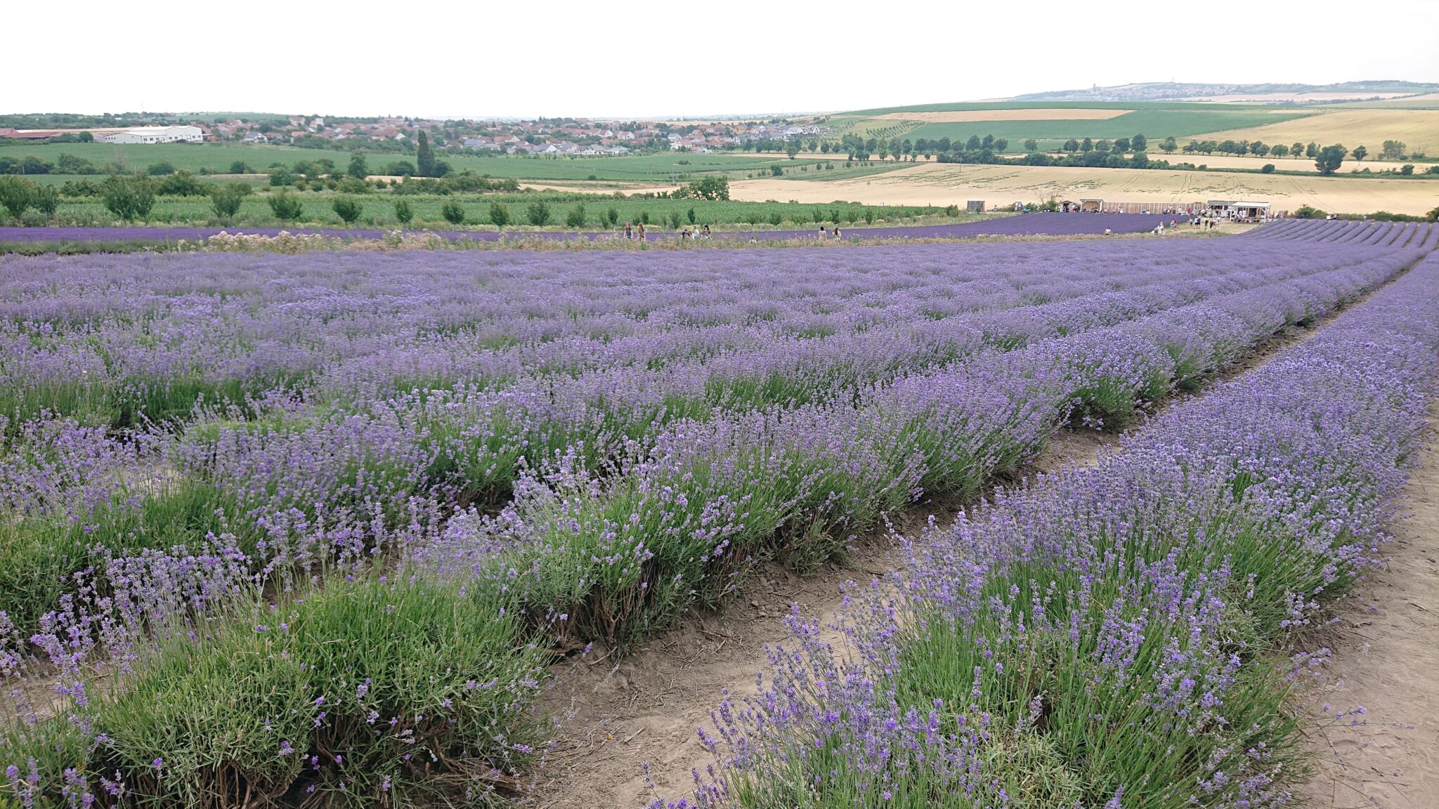Levandulová farma Lavandia na jižní Moravě ve Starovičkách - Cestovatelské tapas